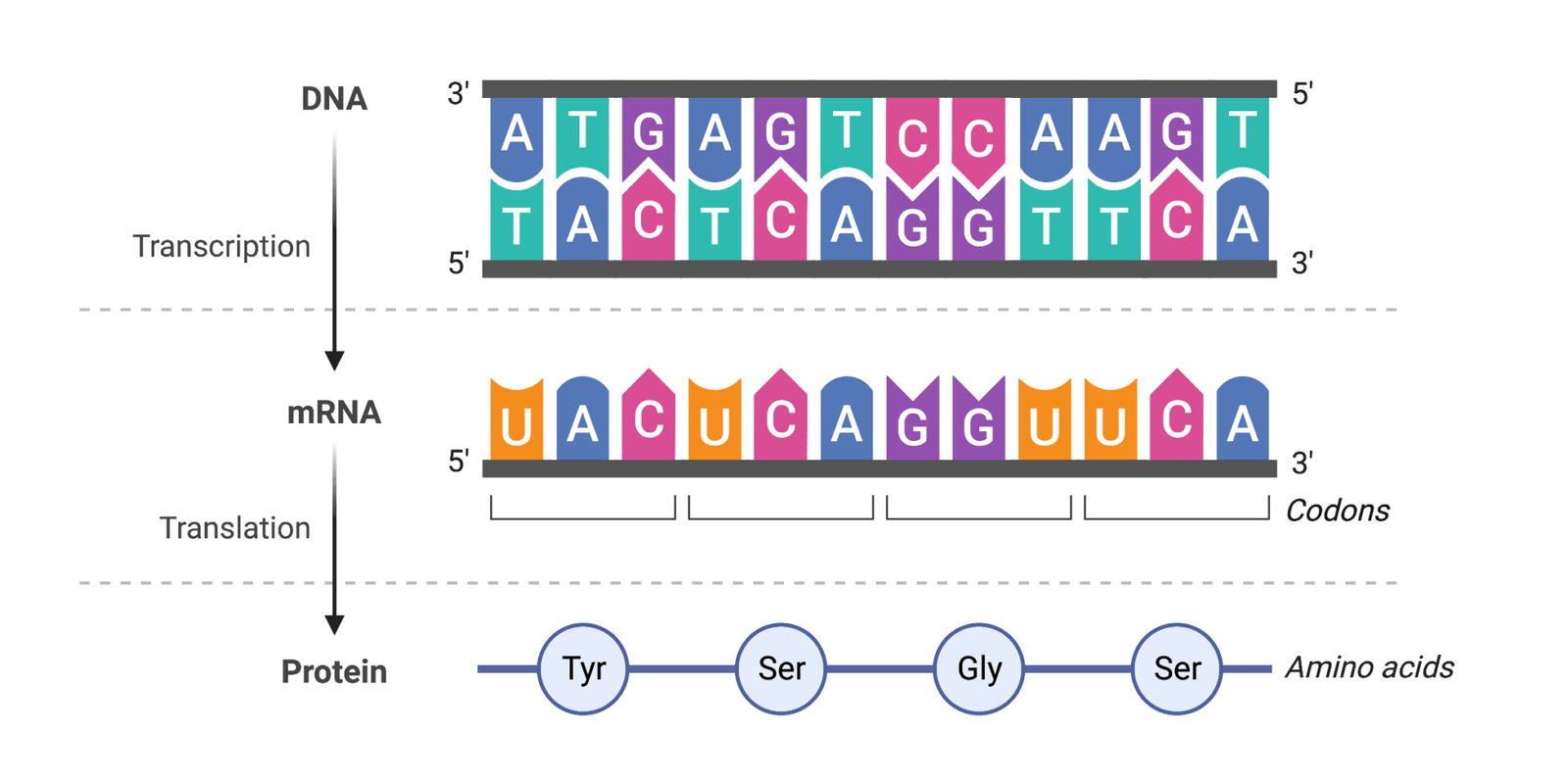 Gene Editing And Regulation Prorenata Biotech